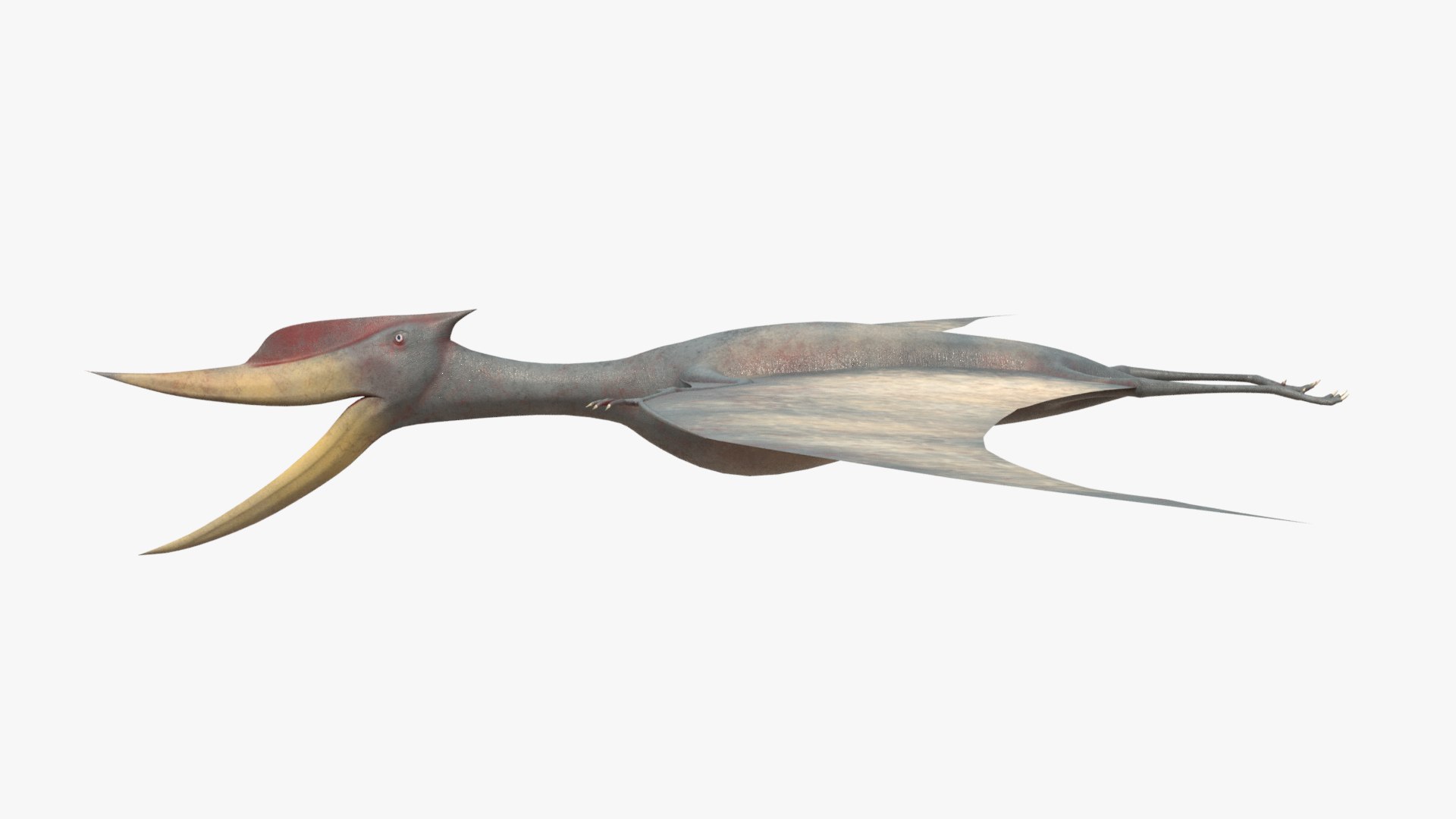 8K Realistic Pterodactyl 3D Model - TurboSquid 2074871