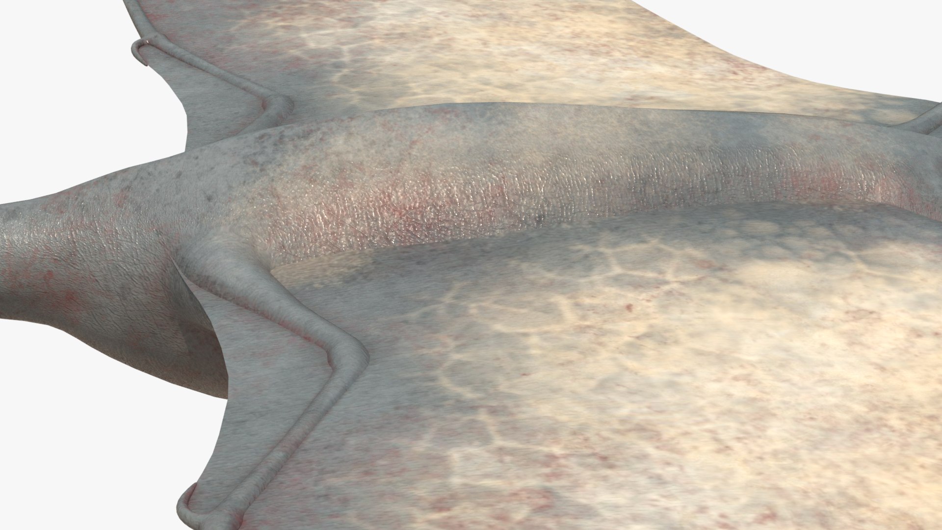 8K Realistic Pterodactyl 3D Model - TurboSquid 2074871