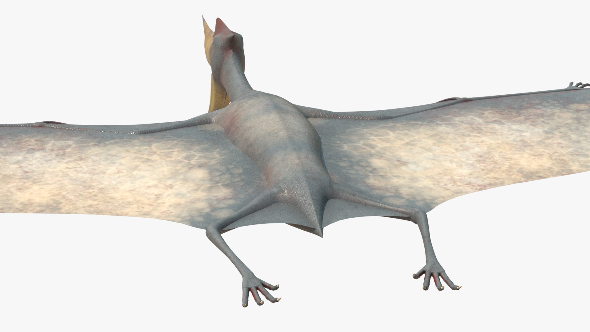 8K Realistic Pterodactyl 3D Model - TurboSquid 2074871