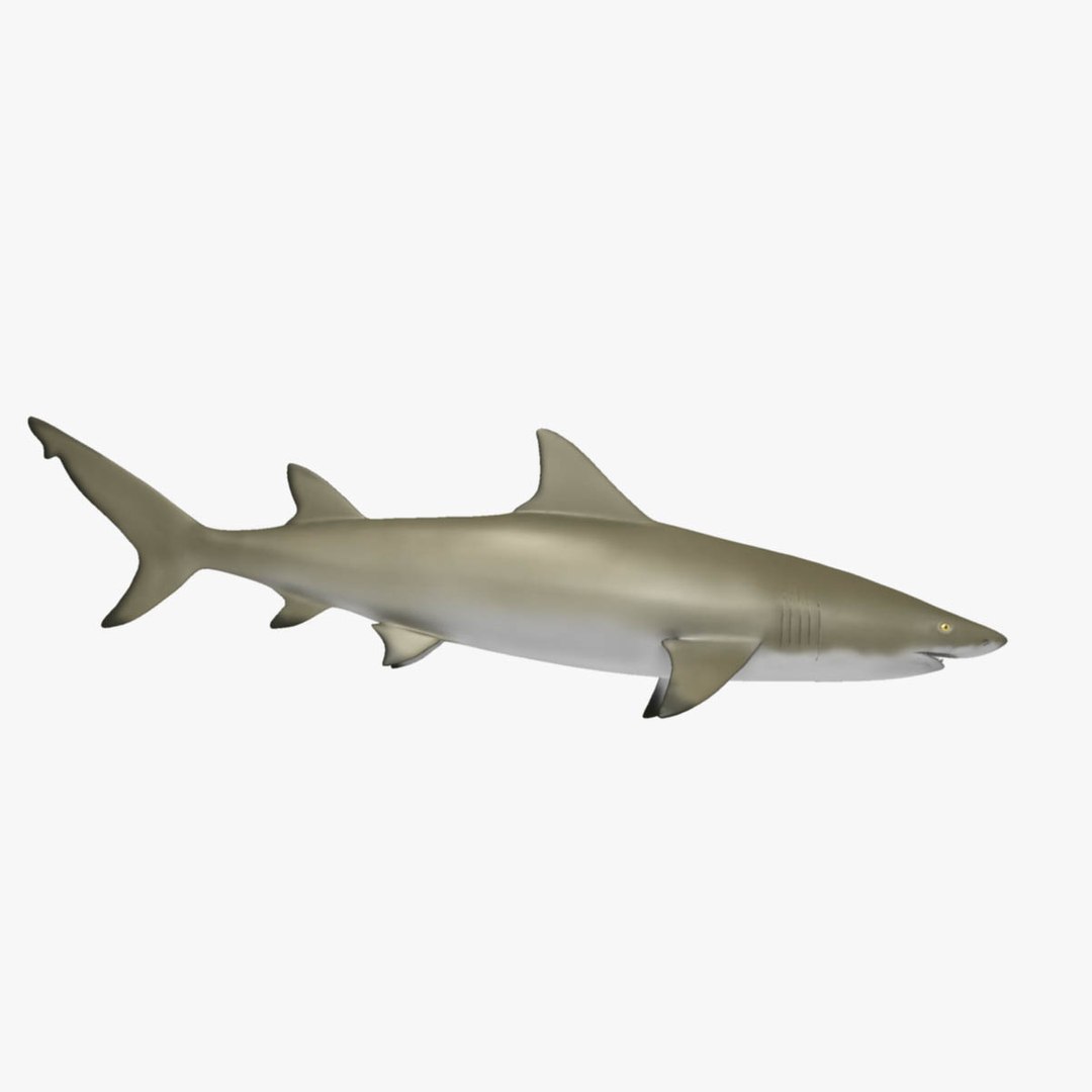 3d Model Of Lemon Shark