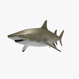 3D Lemon Shark Models - Browse & Download Formats - TurboSquid