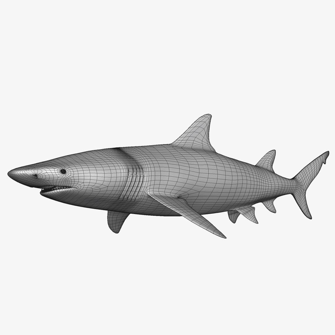 3d Model Of Lemon Shark
