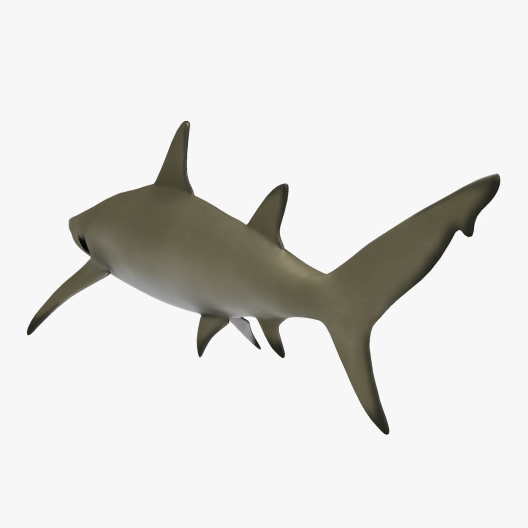 3d Model Of Lemon Shark