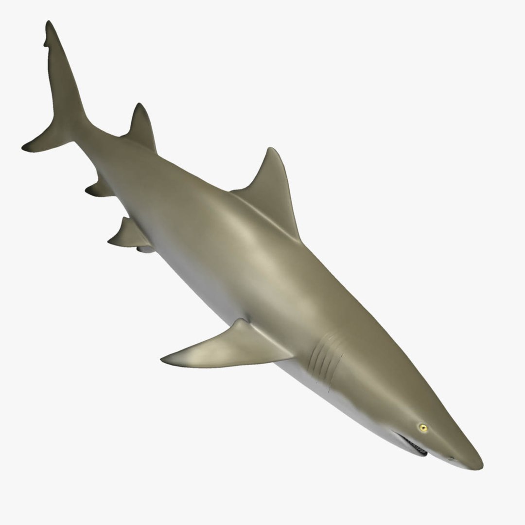 3d Model Of Lemon Shark