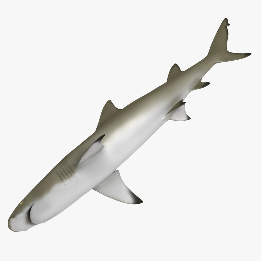 3d Model Of Lemon Shark