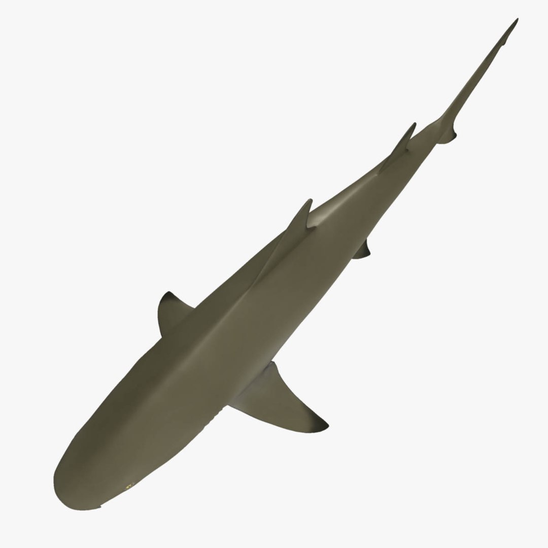 3d Model Of Lemon Shark