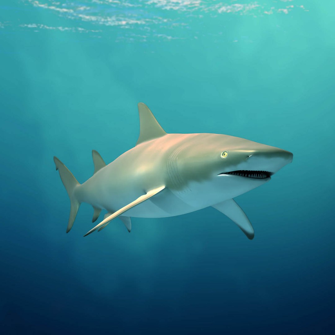 3d Model Of Lemon Shark