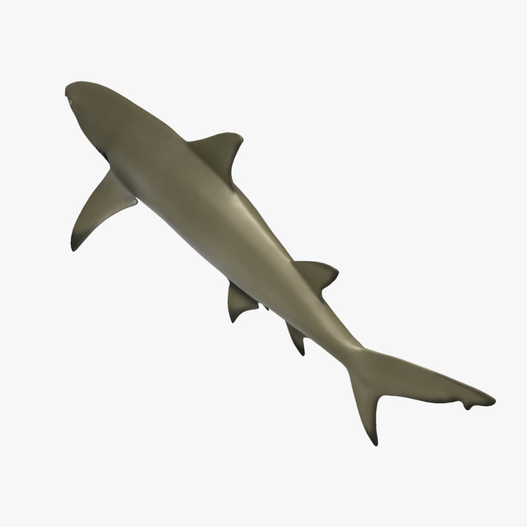 3d Model Of Lemon Shark
