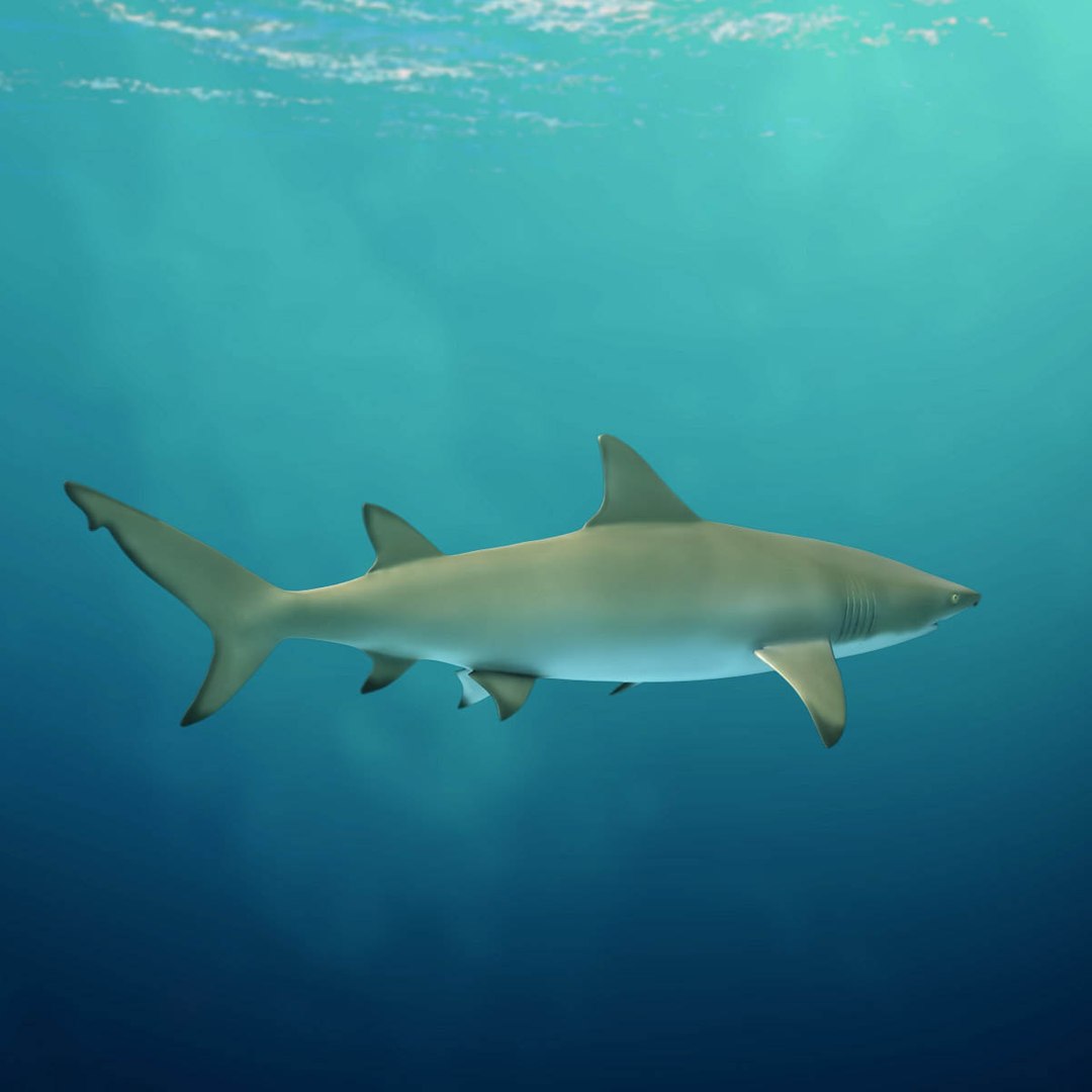 3d Model Of Lemon Shark