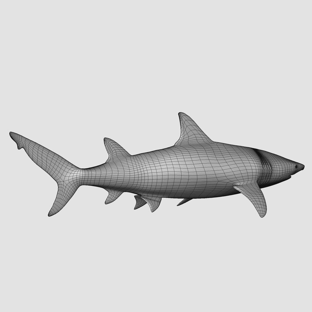 3d Model Of Lemon Shark