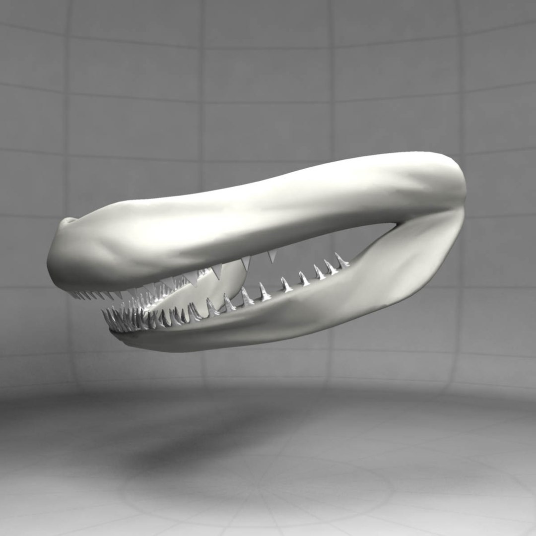 3d Model Of Lemon Shark