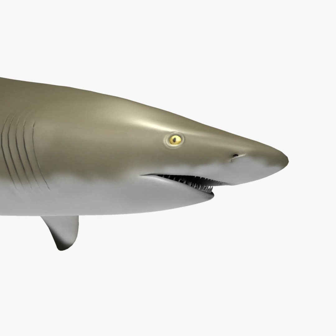 3d Model Of Lemon Shark