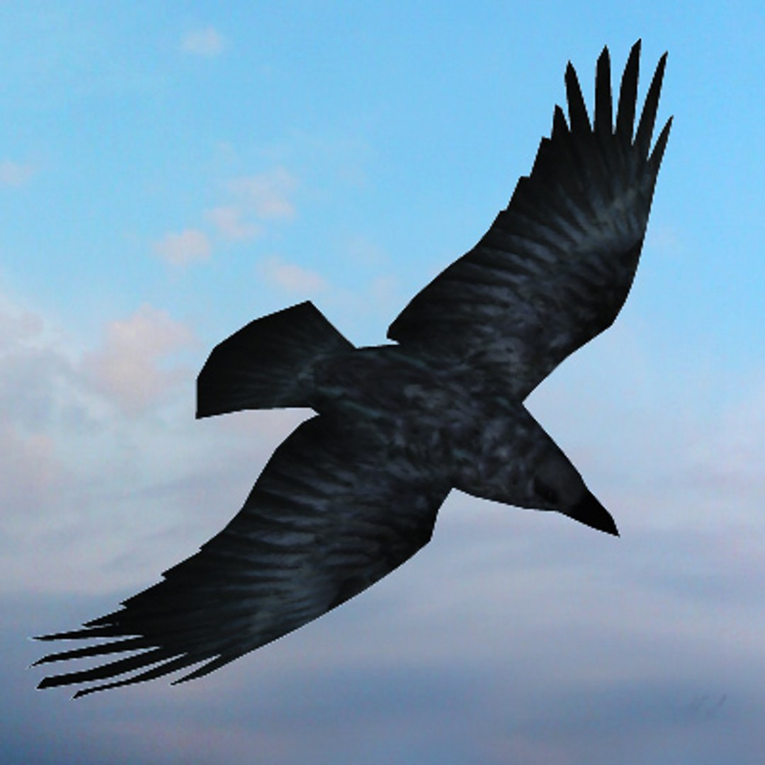 3d raven crow