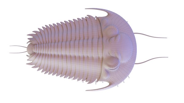 modelo 3d Estático de trilobites - TurboSquid 1782631
