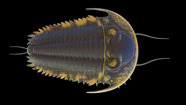 modelo 3d Estático de trilobites - TurboSquid 1782631