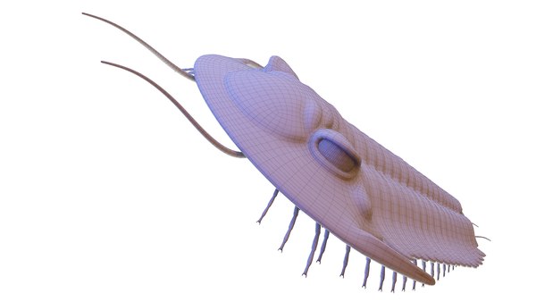 modelo 3d Estático de trilobites - TurboSquid 1782631