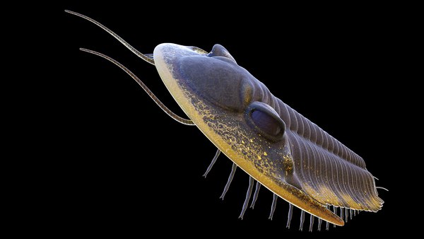 modelo 3d Estático de trilobites - TurboSquid 1782631