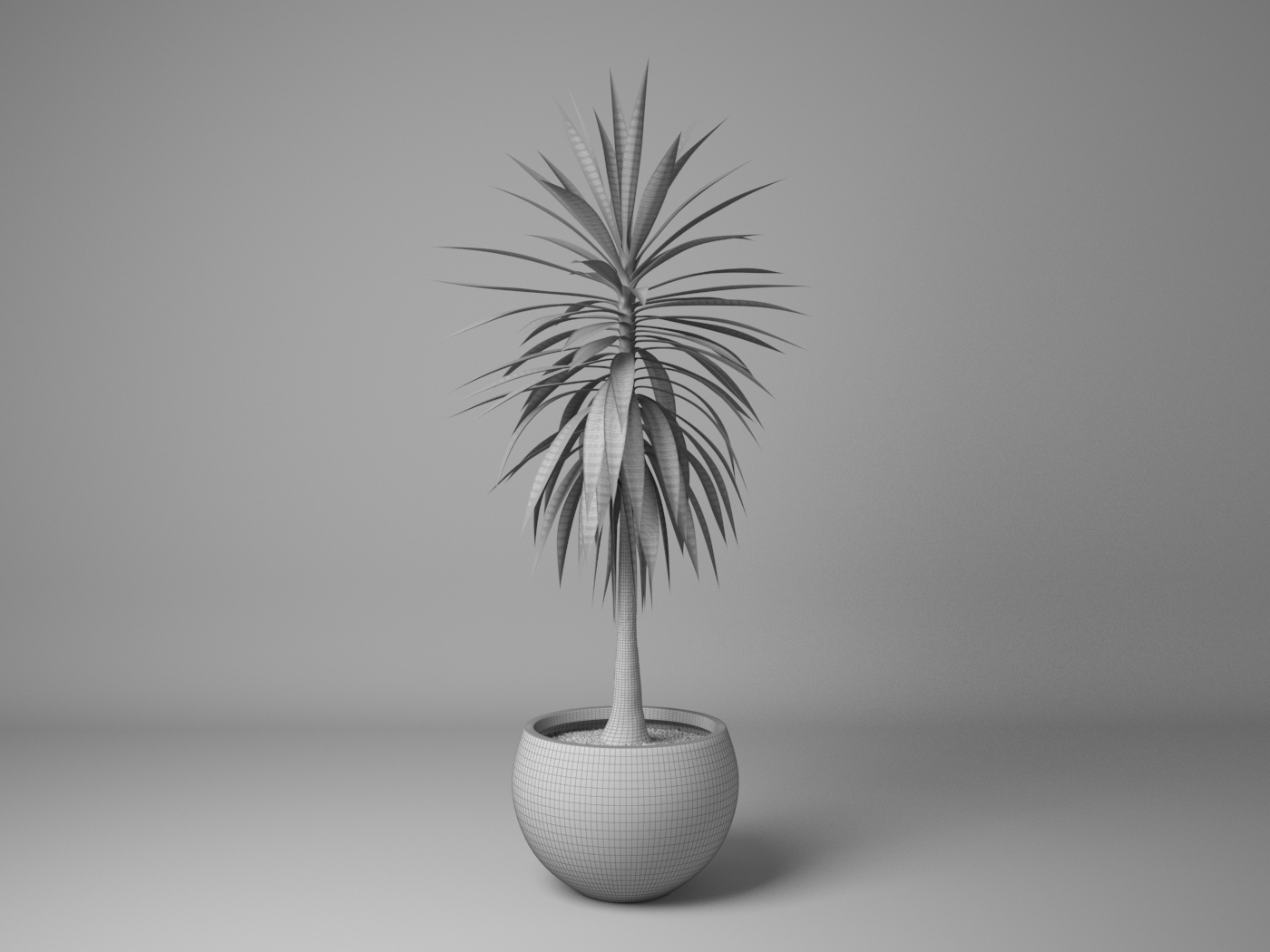 yucca elephantipes 3d model