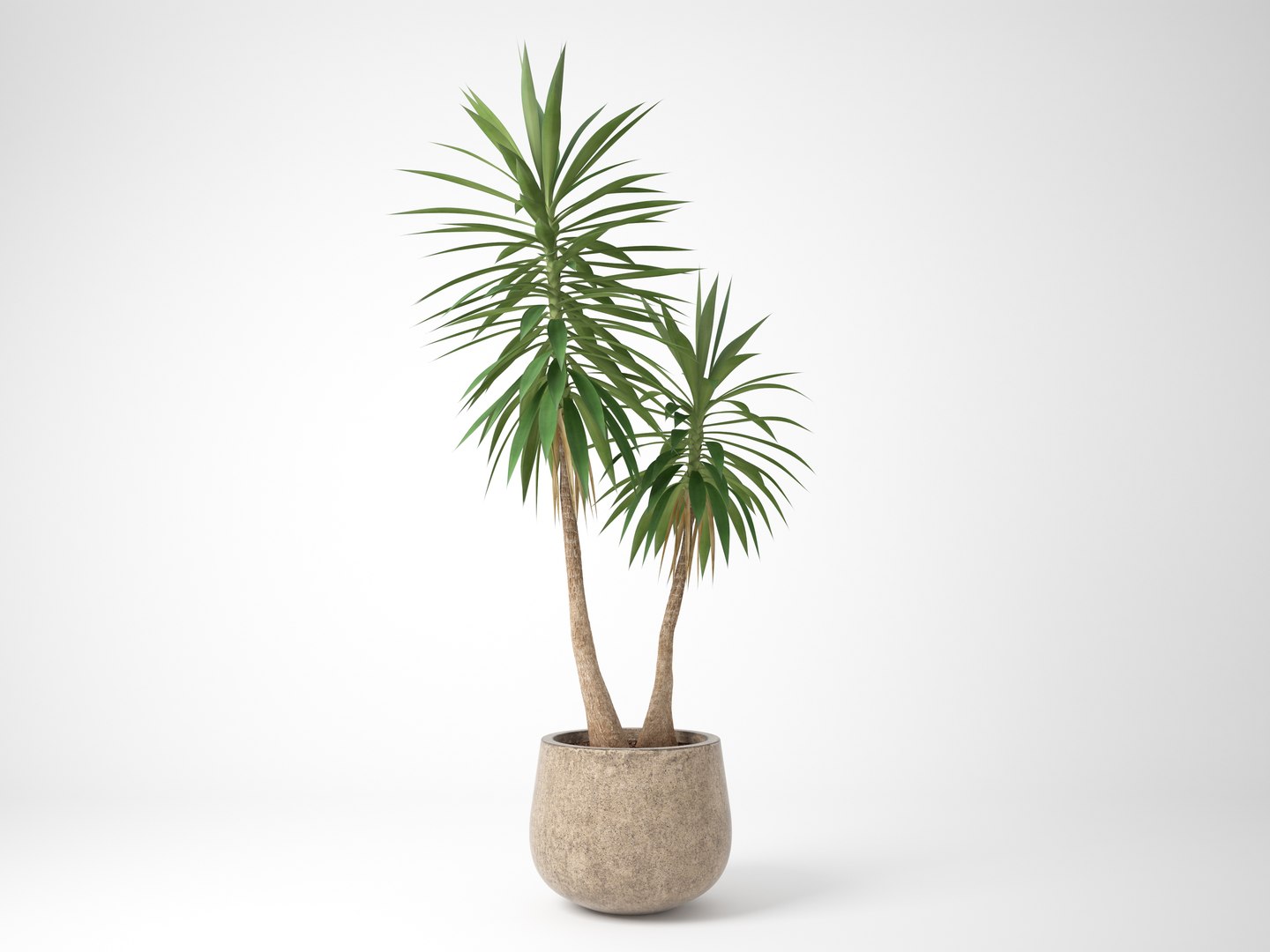 yucca elephantipes 3d model
