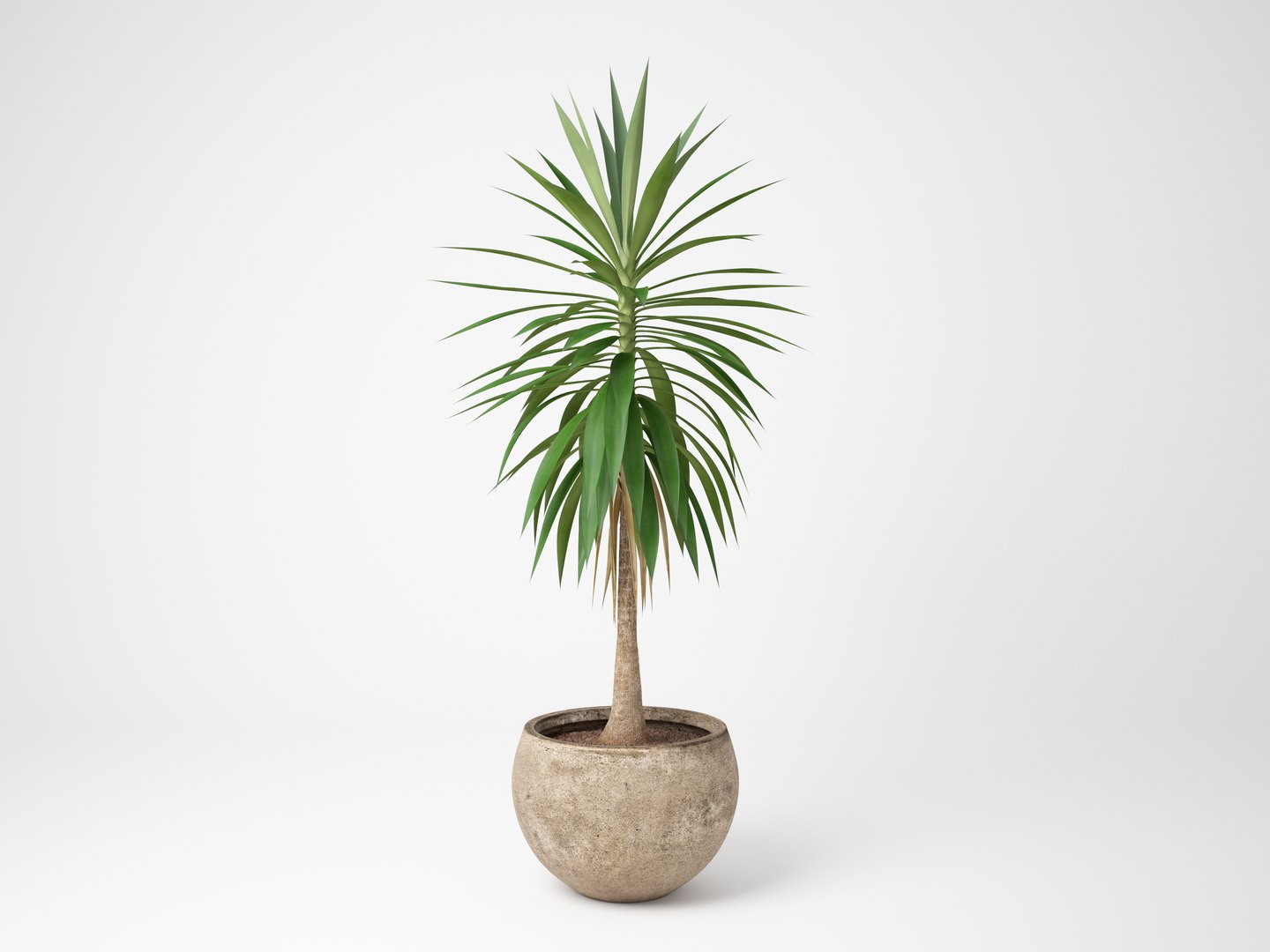 yucca elephantipes 3d model