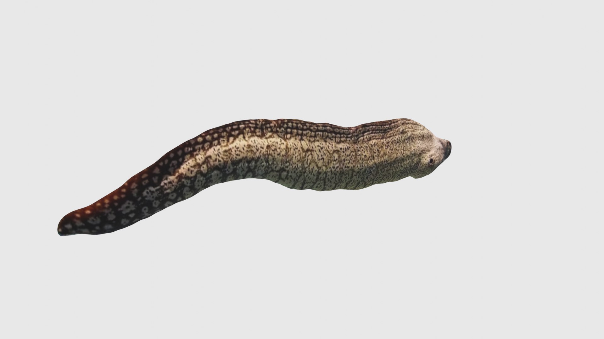 3D Low Poly Eel Rigged With Realistic Texture Model - TurboSquid 1876034