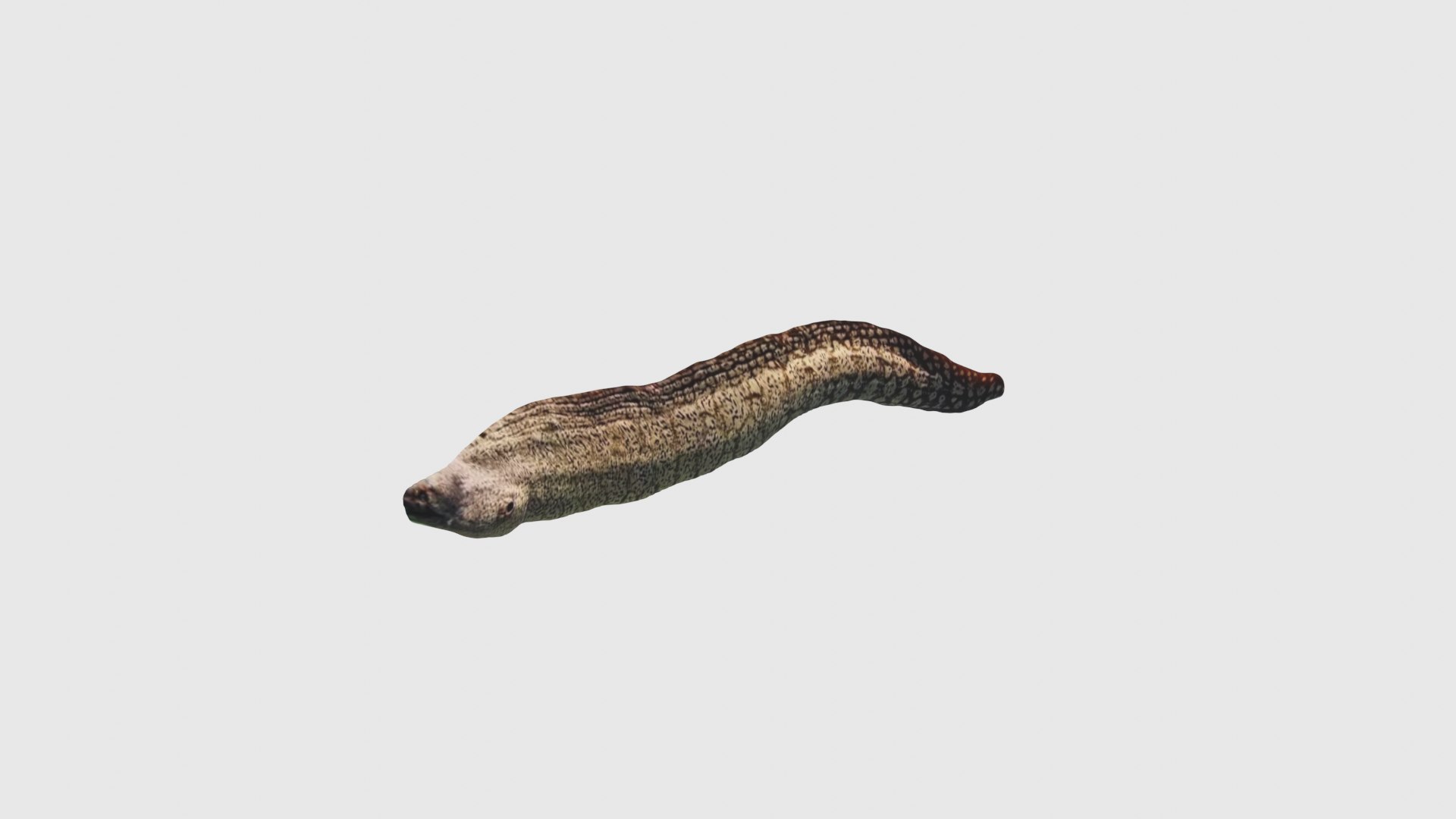 3D Low Poly Eel Rigged With Realistic Texture Model - TurboSquid 1876034