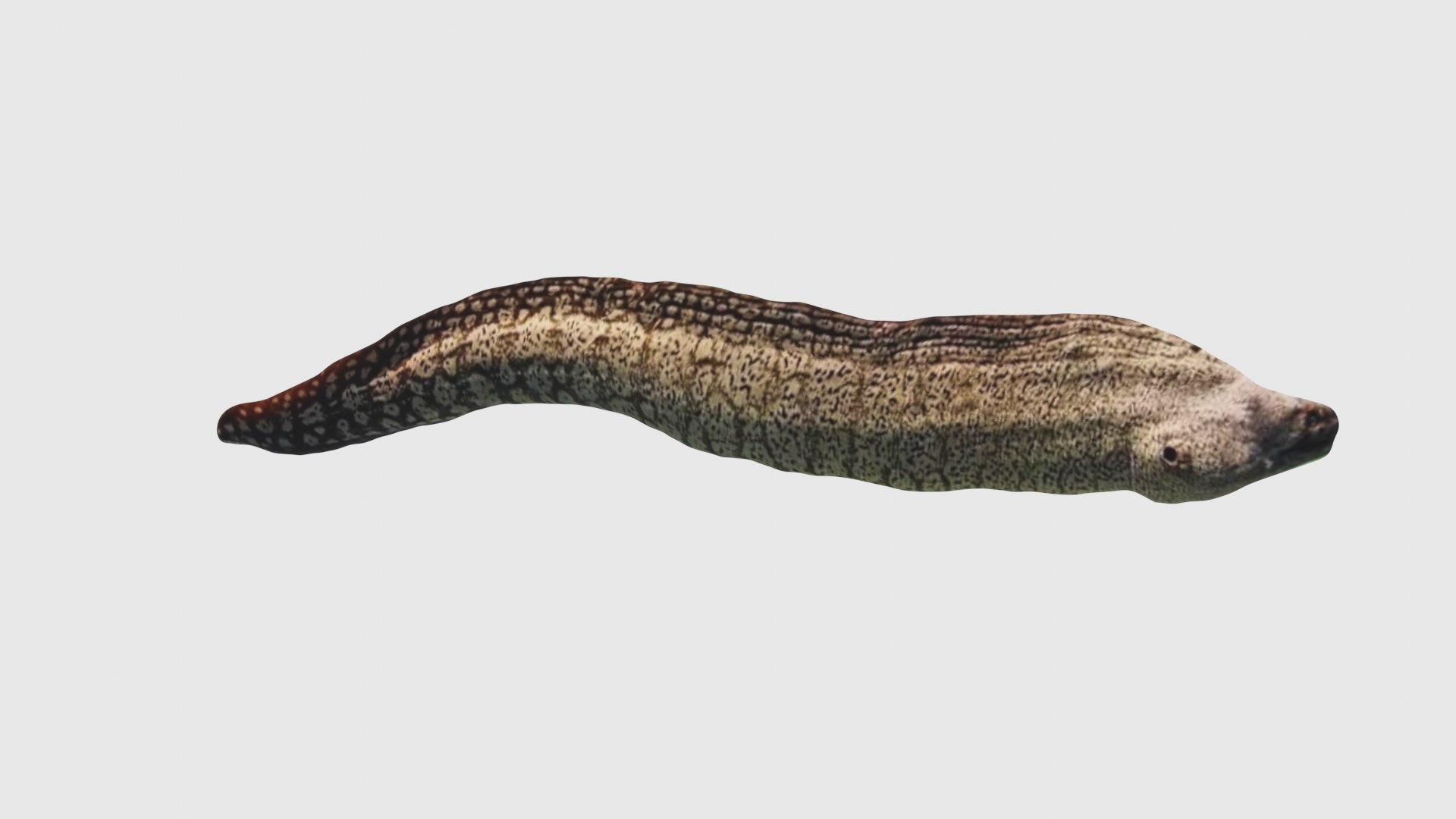 3D Low Poly Eel Rigged With Realistic Texture Model - TurboSquid 1876034