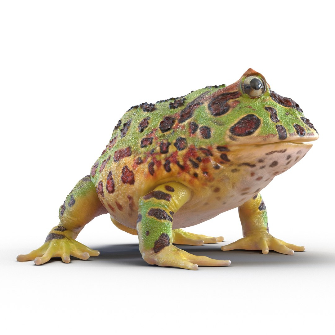 Pacman Frog Rigged Ma