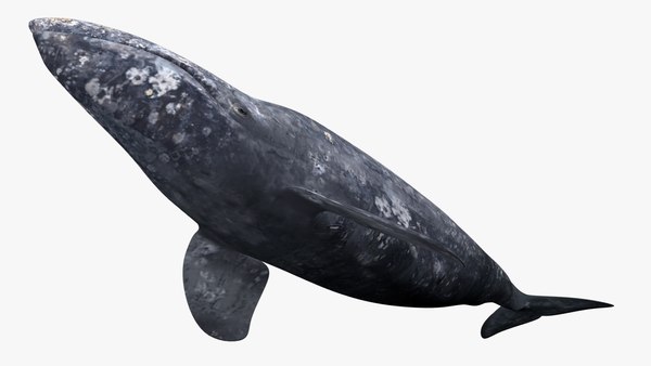 baleia cinza Modelo 3D - TurboSquid 1794613