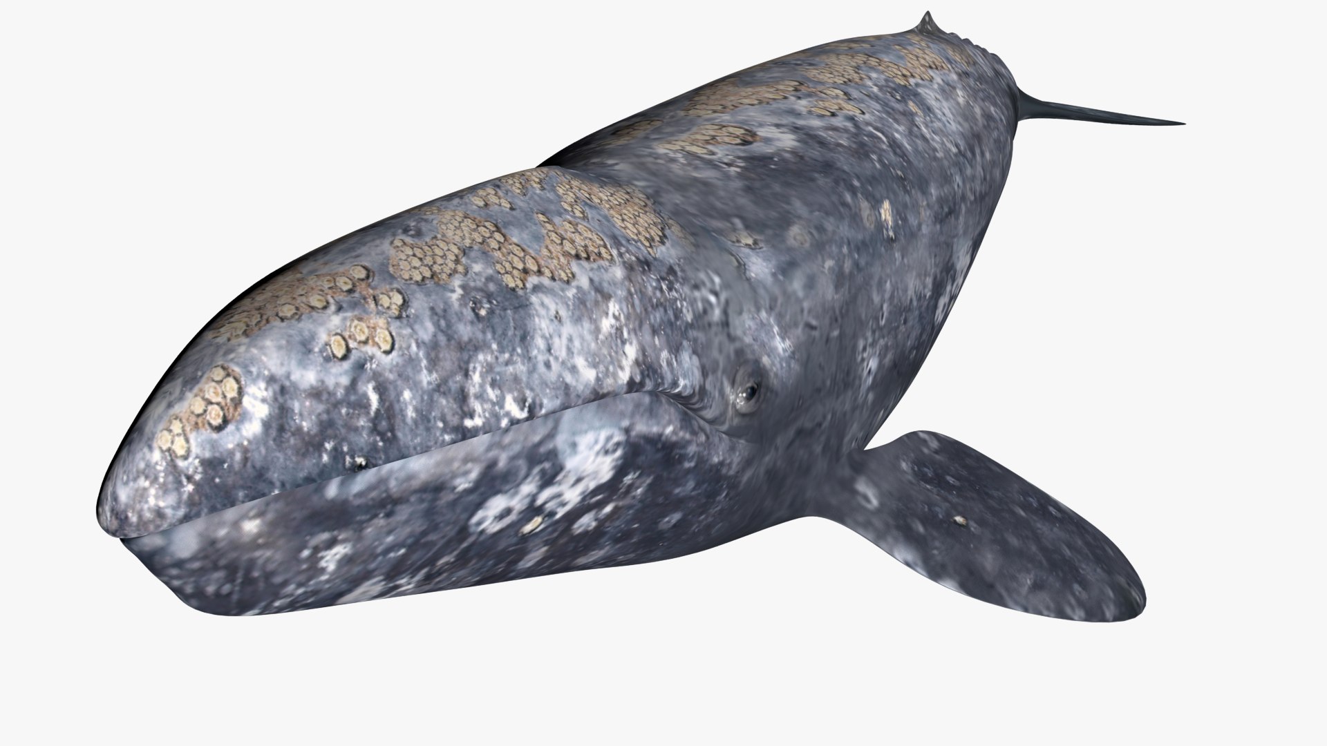 Gray whale 3D model - TurboSquid 1794613