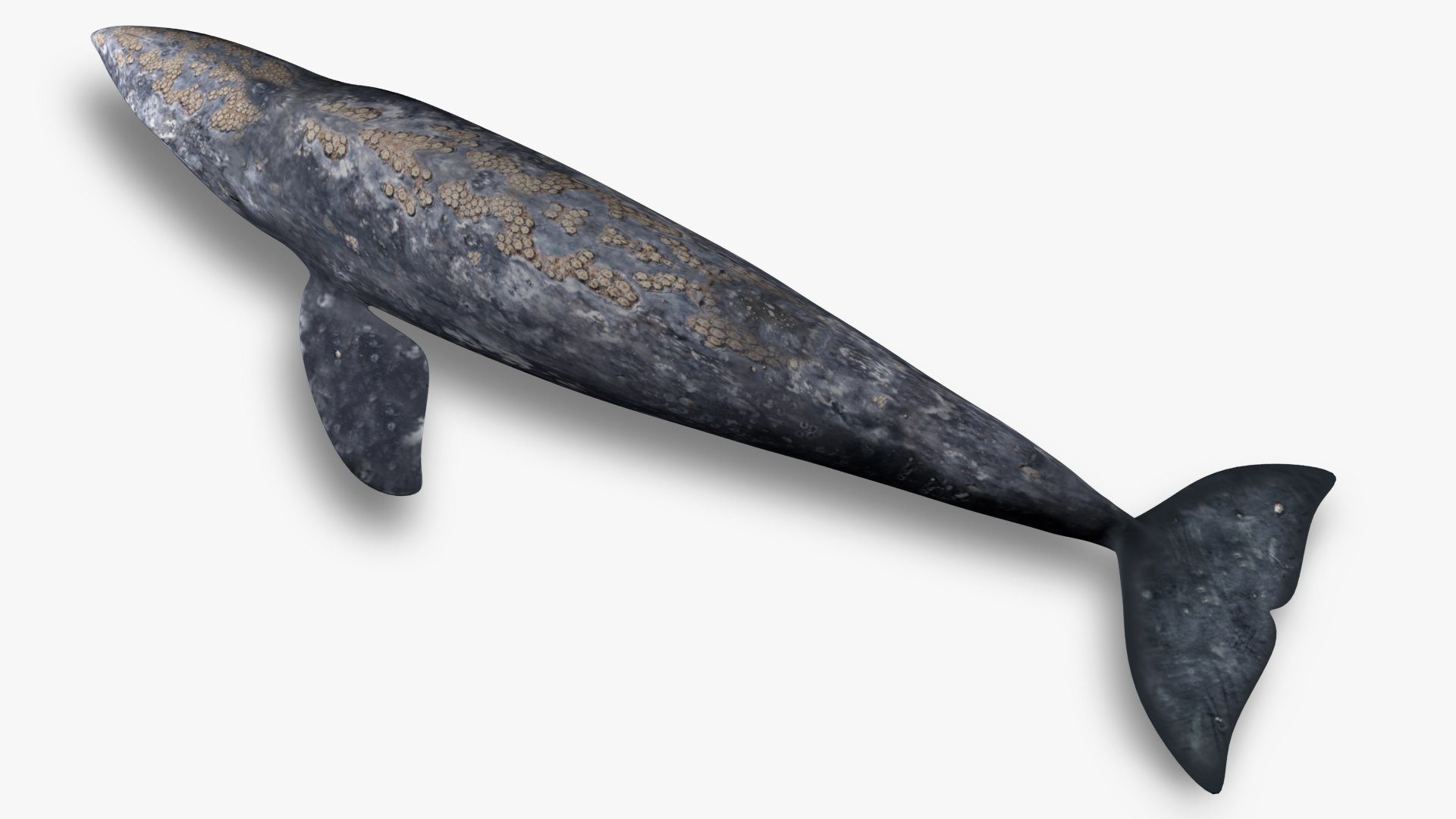 Gray whale 3D model - TurboSquid 1794613