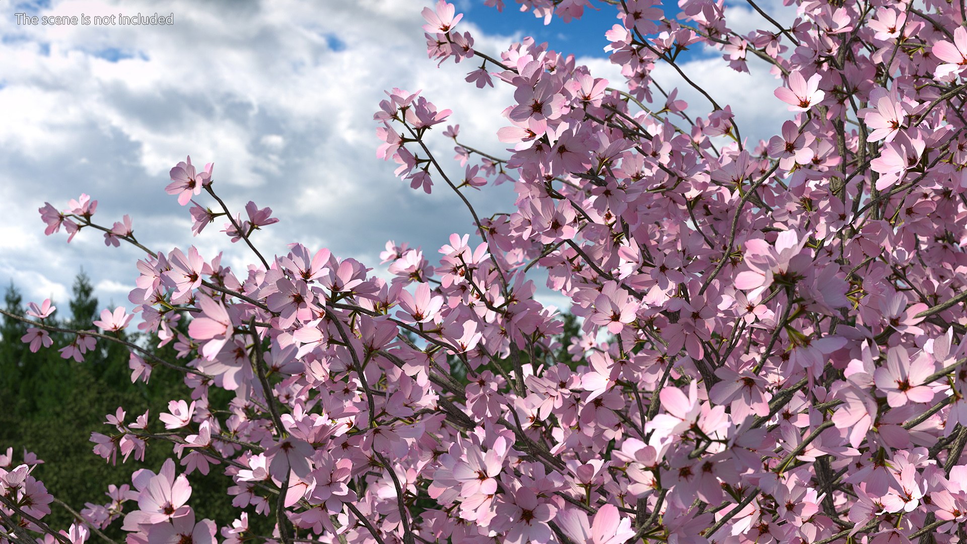 Flowering Purple Leaf Plum Tree 3D Model - TurboSquid 1812132