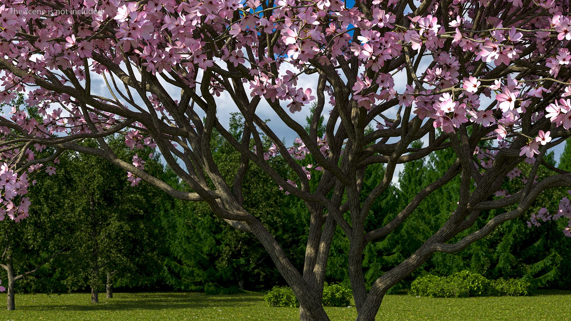 Flowering Purple Leaf Plum Tree 3D Model - TurboSquid 1812132