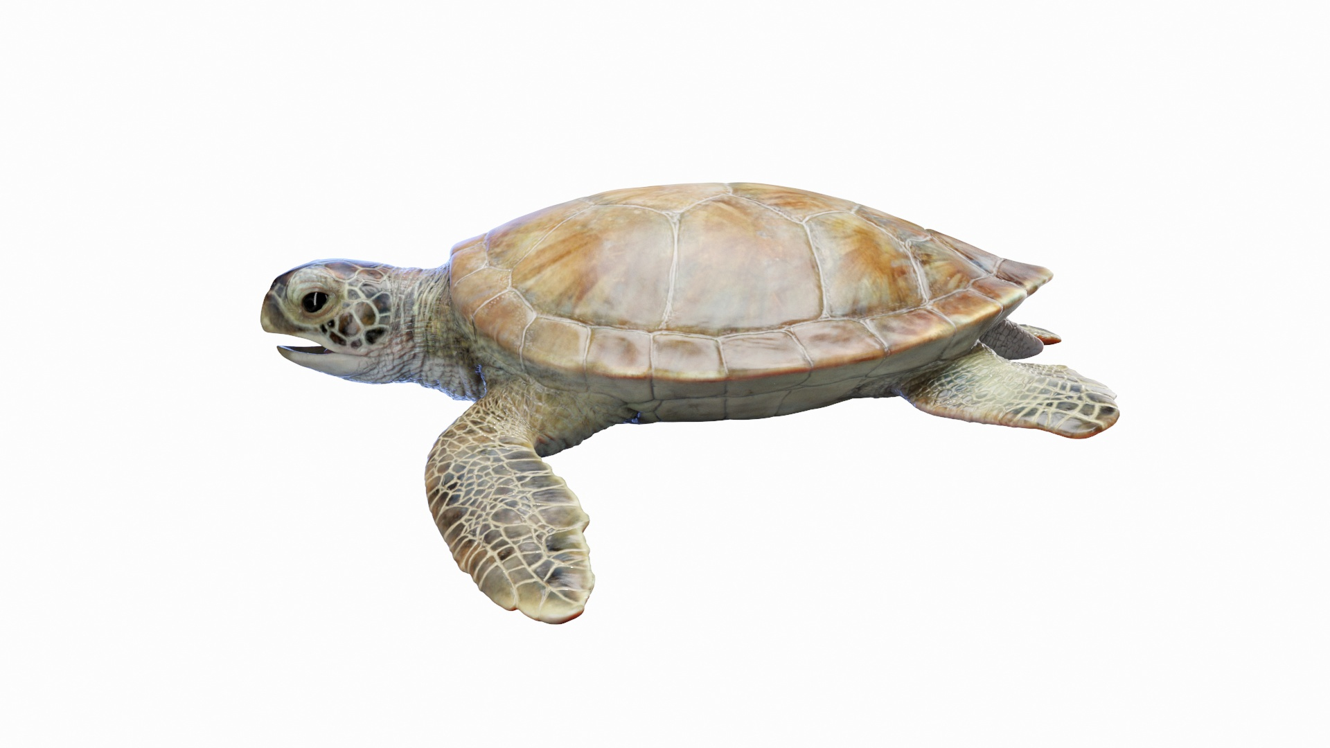 Green Sea Turtle Anatomy 3D Model - TurboSquid 2245442