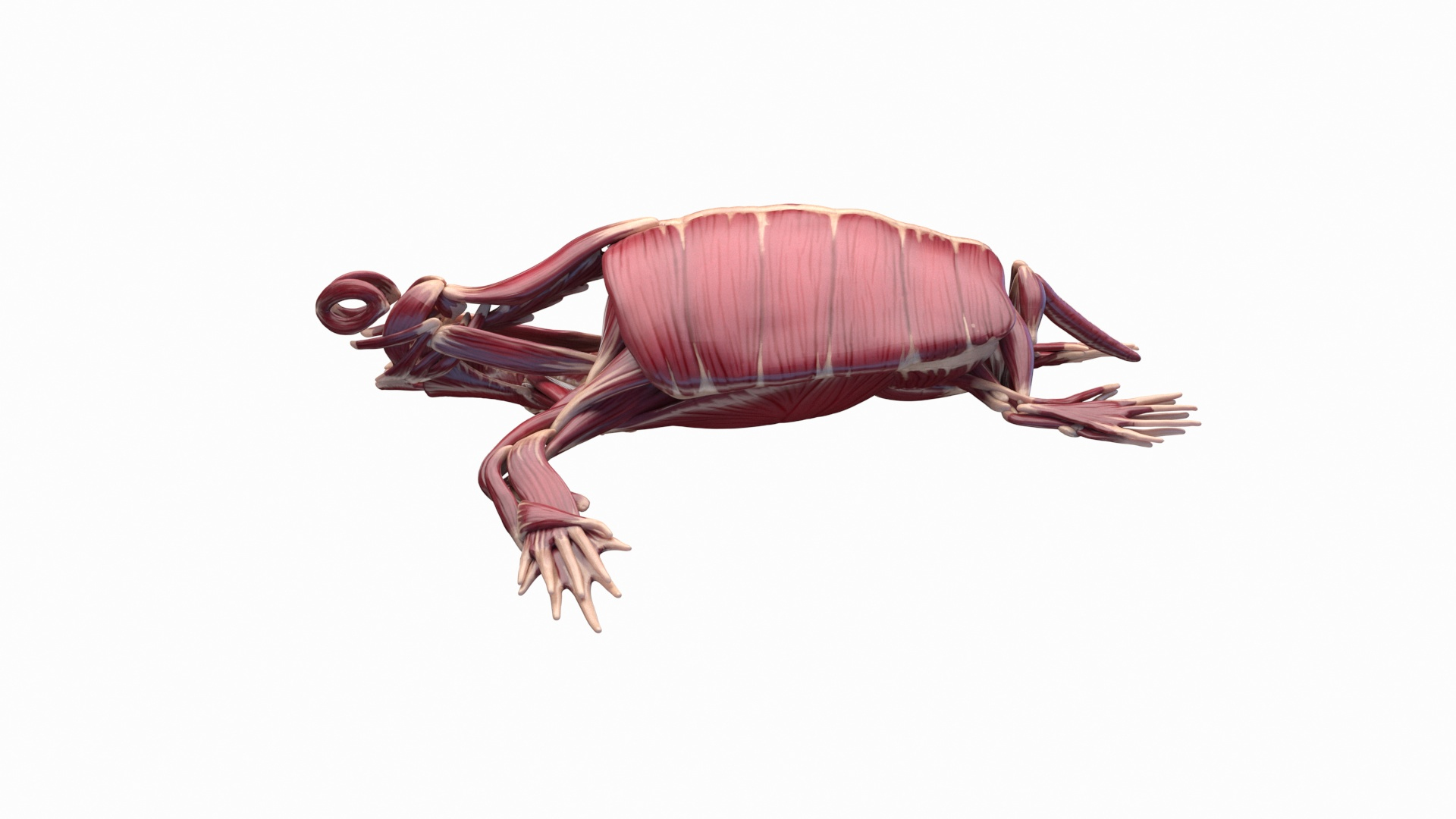 Green Sea Turtle Anatomy 3D Model - TurboSquid 2245442