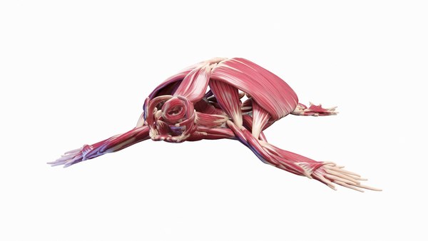 modelo 3d Anatomía de la tortuga marina verde - TurboSquid 2245442