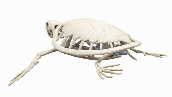 modelo 3d Anatomía de la tortuga marina verde - TurboSquid 2245442