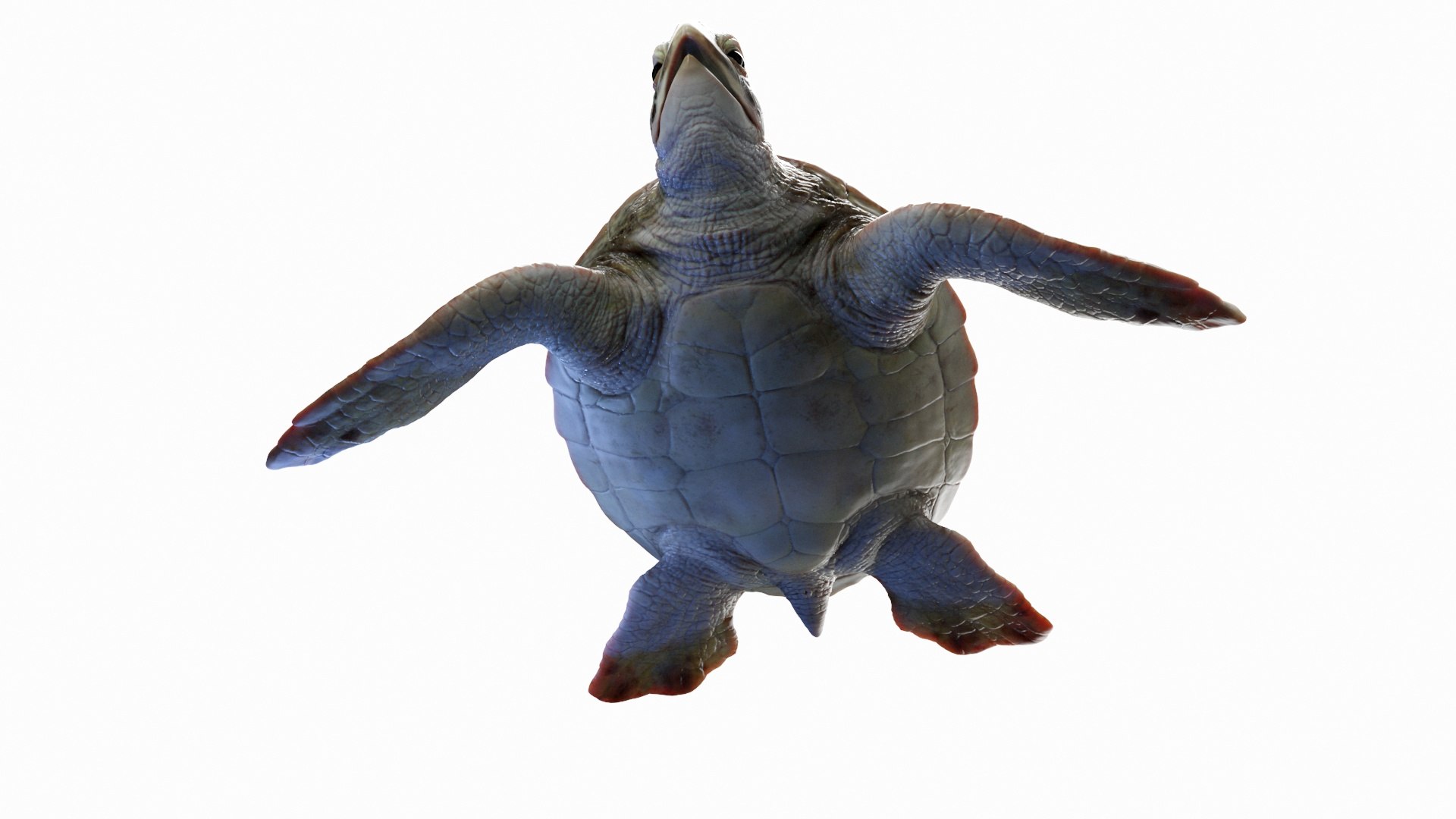 Green Sea Turtle Anatomy 3D Model - TurboSquid 2245442