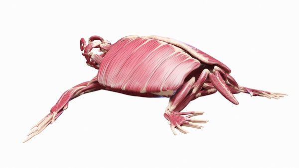 modelo 3d Anatomía de la tortuga marina verde - TurboSquid 2245442
