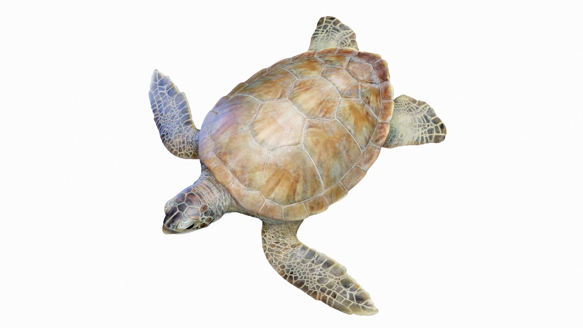Green Sea Turtle Anatomy 3D Model - TurboSquid 2245442