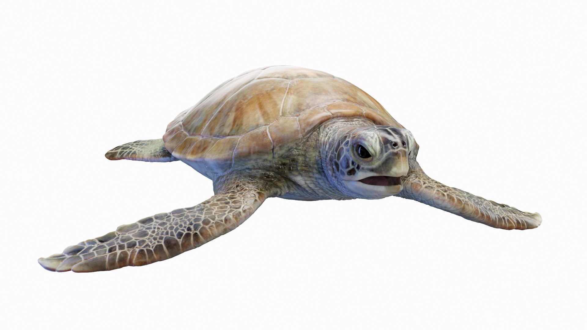 Green Sea Turtle Anatomy 3D Model - TurboSquid 2245442