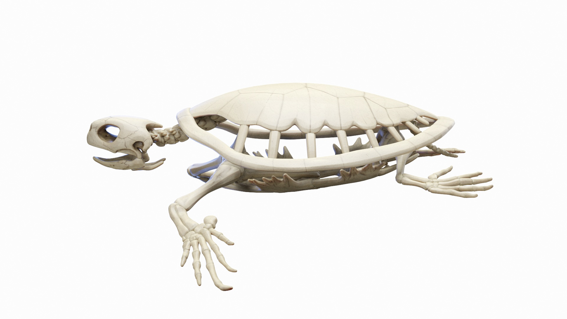 Green Sea Turtle Anatomy 3D Model - TurboSquid 2245442