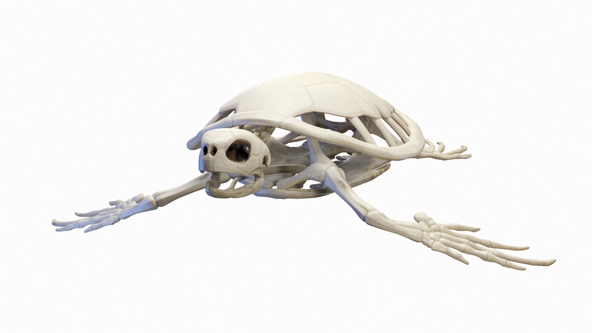 Green Sea Turtle Anatomy 3D Model - TurboSquid 2245442