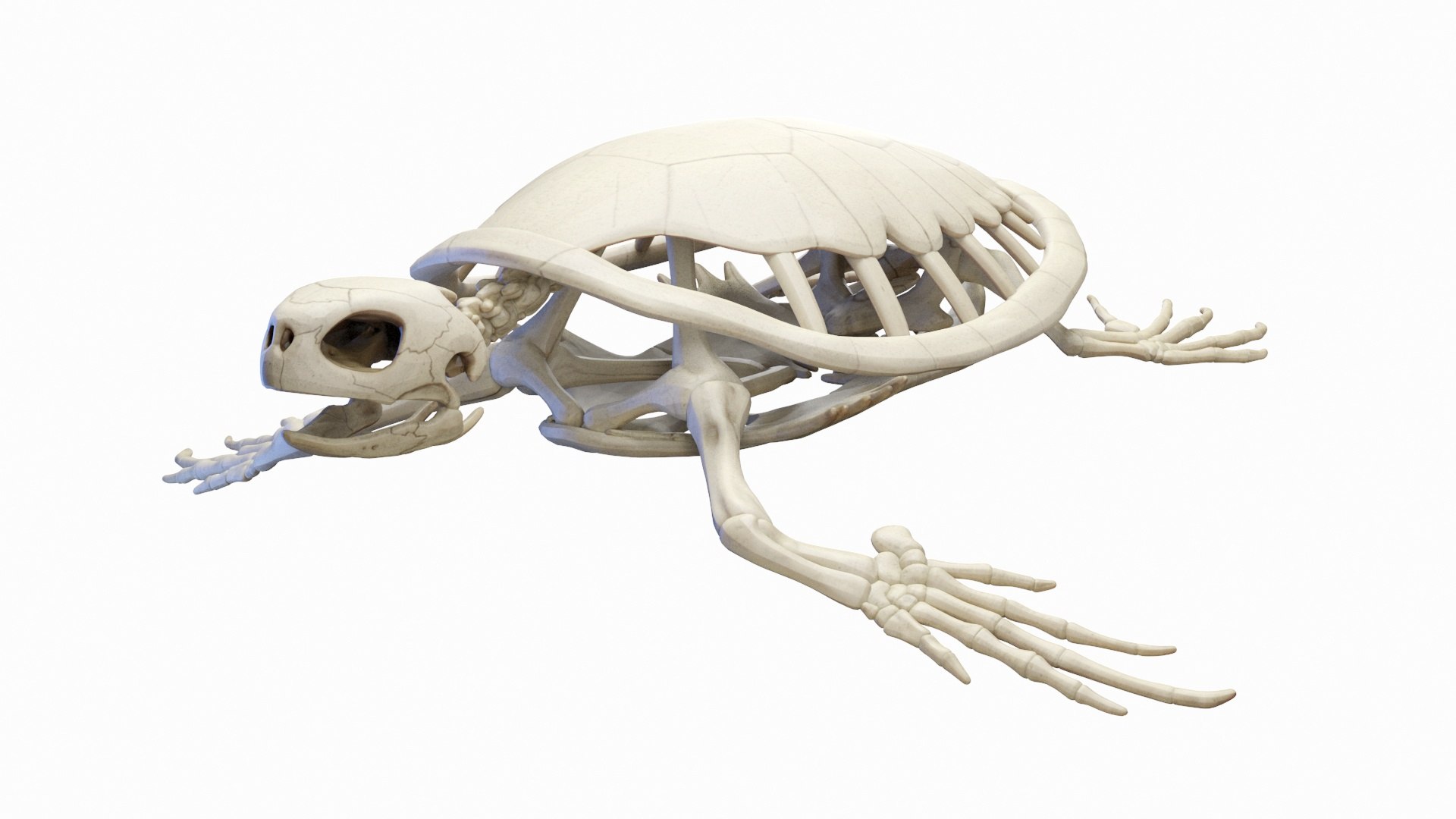 Green Sea Turtle Anatomy 3D Model - TurboSquid 2245442