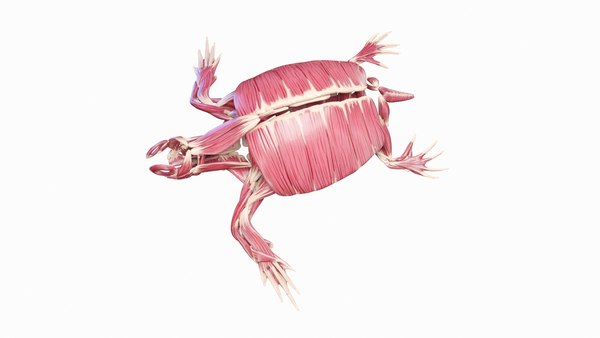 modelo 3d Anatomía de la tortuga marina verde - TurboSquid 2245442