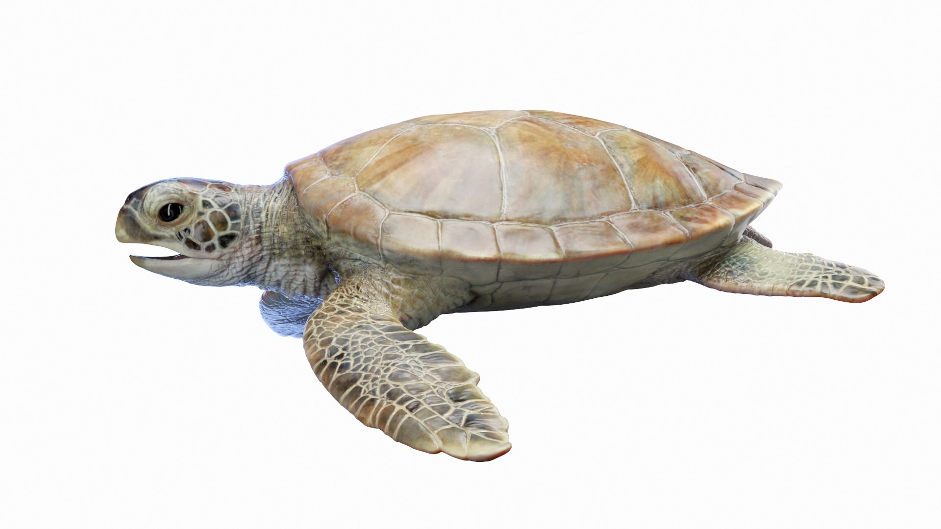 Green Sea Turtle Anatomy 3D Model - TurboSquid 2245442
