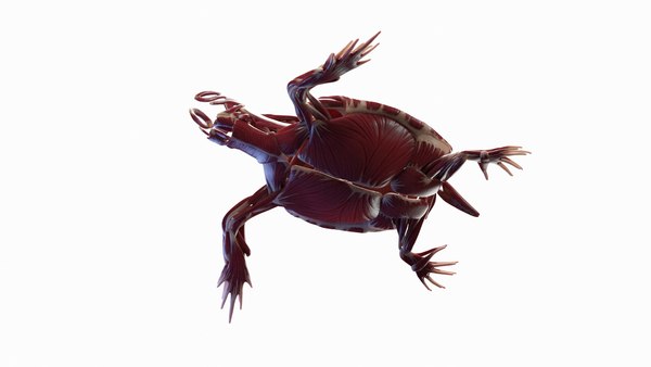 modelo 3d Anatomía de la tortuga marina verde - TurboSquid 2245442