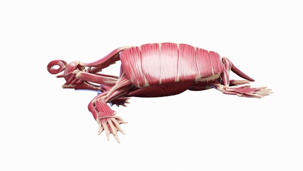 modelo 3d Anatomía de la tortuga marina verde - TurboSquid 2245442