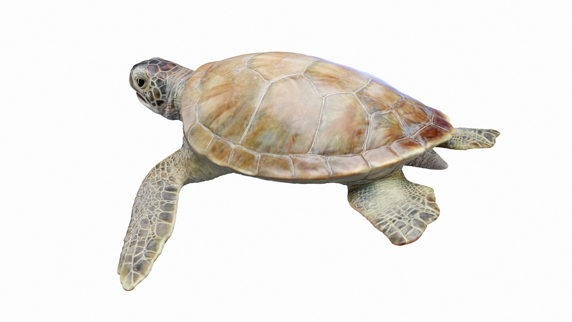Green Sea Turtle Anatomy 3D Model - TurboSquid 2245442