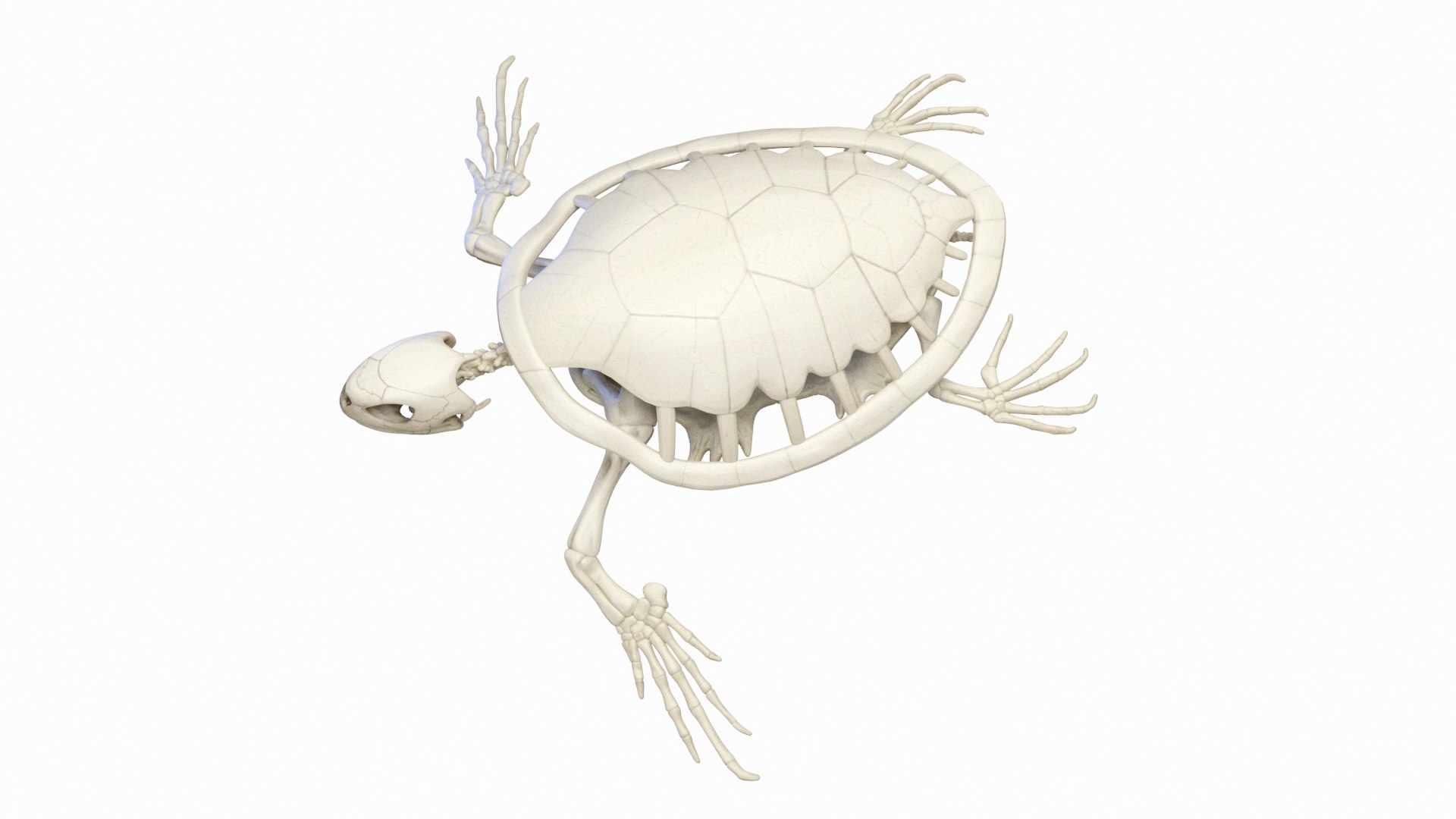 Green Sea Turtle Anatomy 3D Model - TurboSquid 2245442